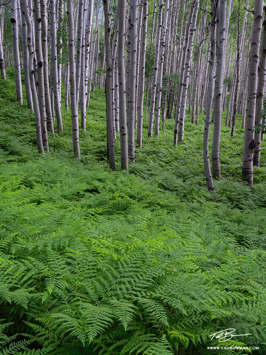 Aspen Reverie | Gunnison National Forest Colorado | Colorado Mountain ...