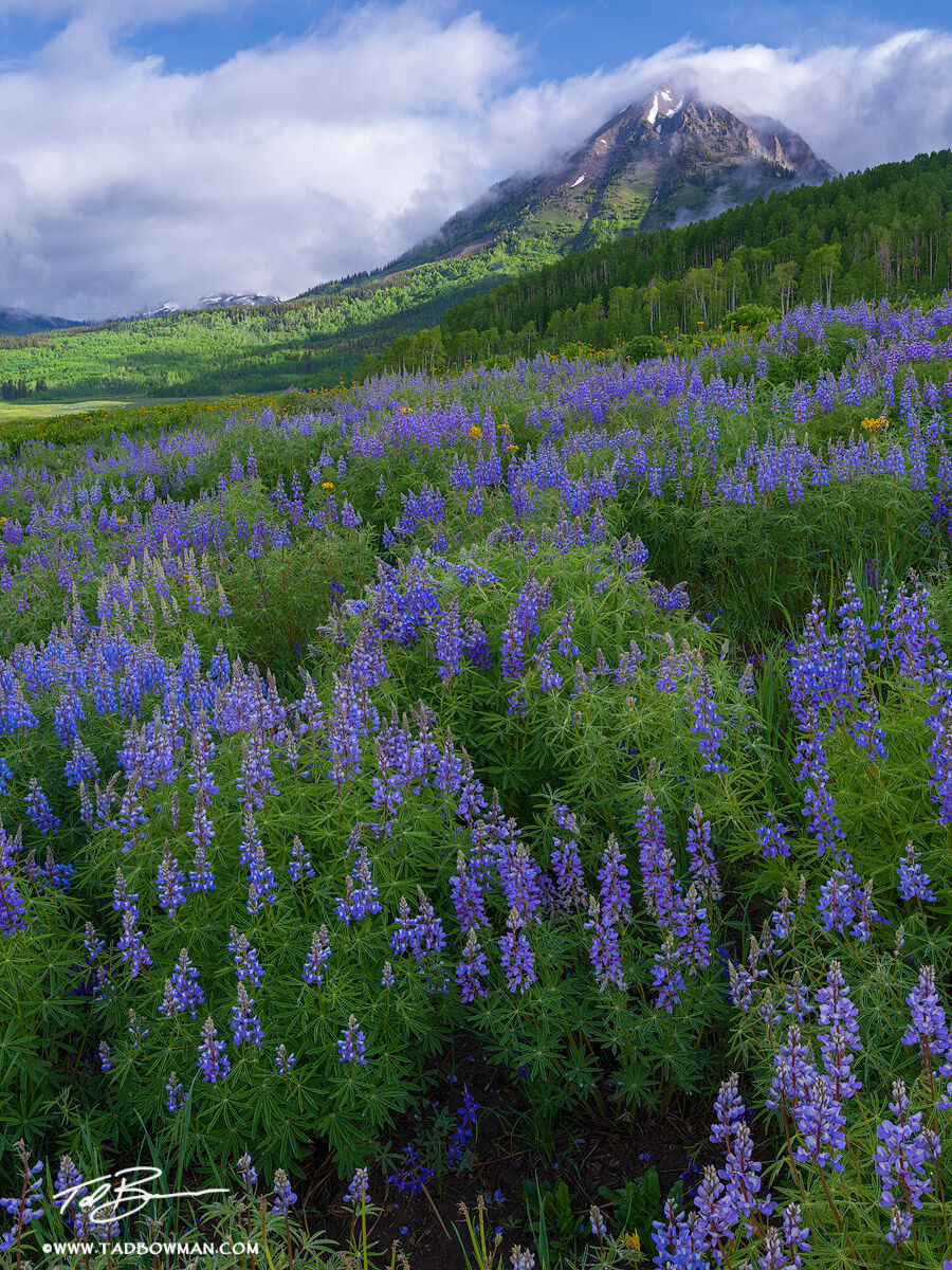 Lupines on Display | Crested Butte, Colorado | Colorado Mountain Photos ...