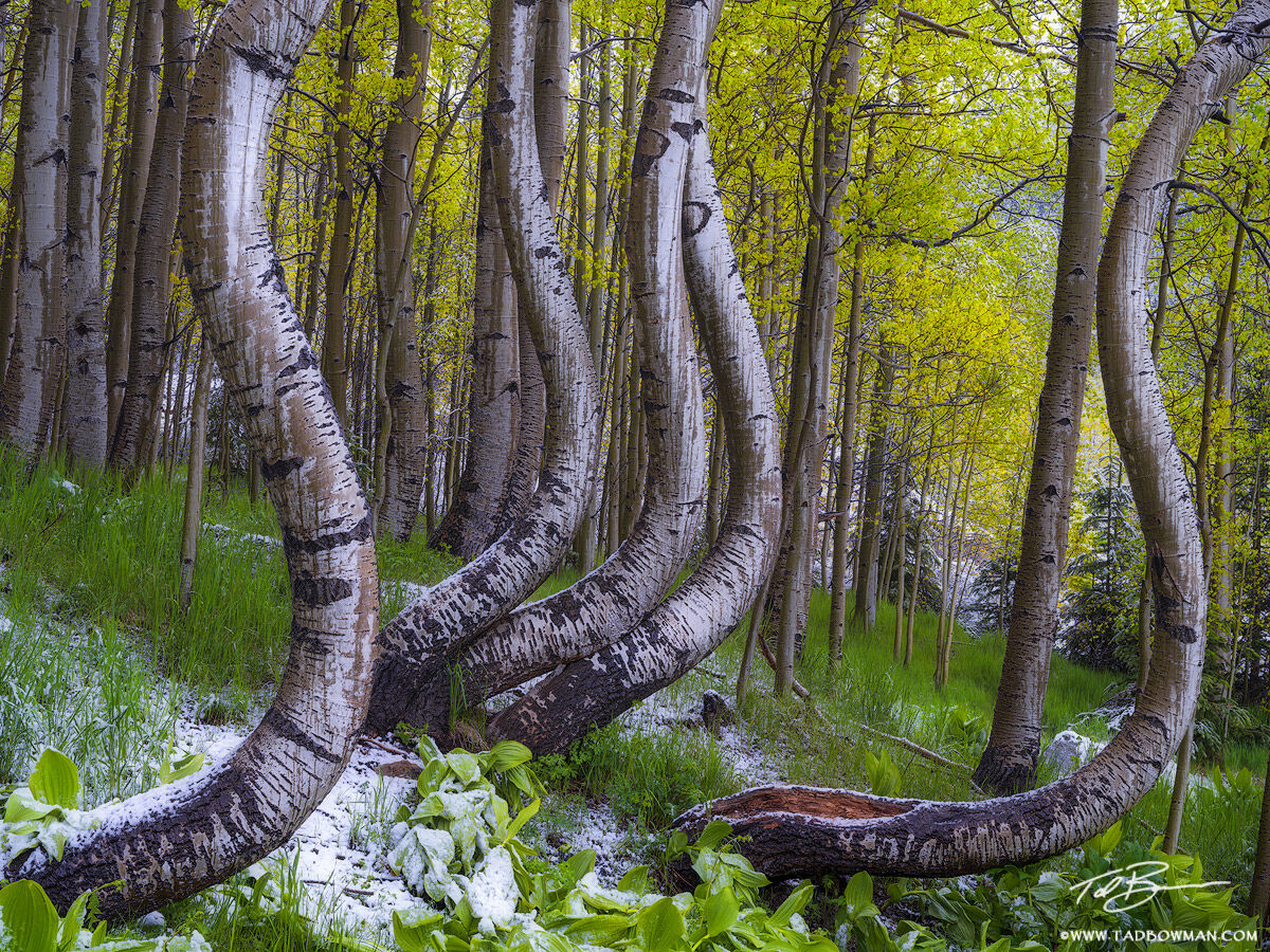 Spring Dance | Colorado | Colorado Mountain Photos by Tad Bowman